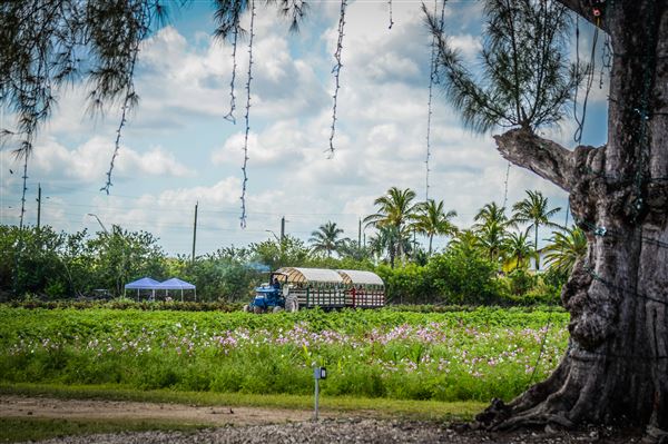 Locations Hub - The Berry Farm