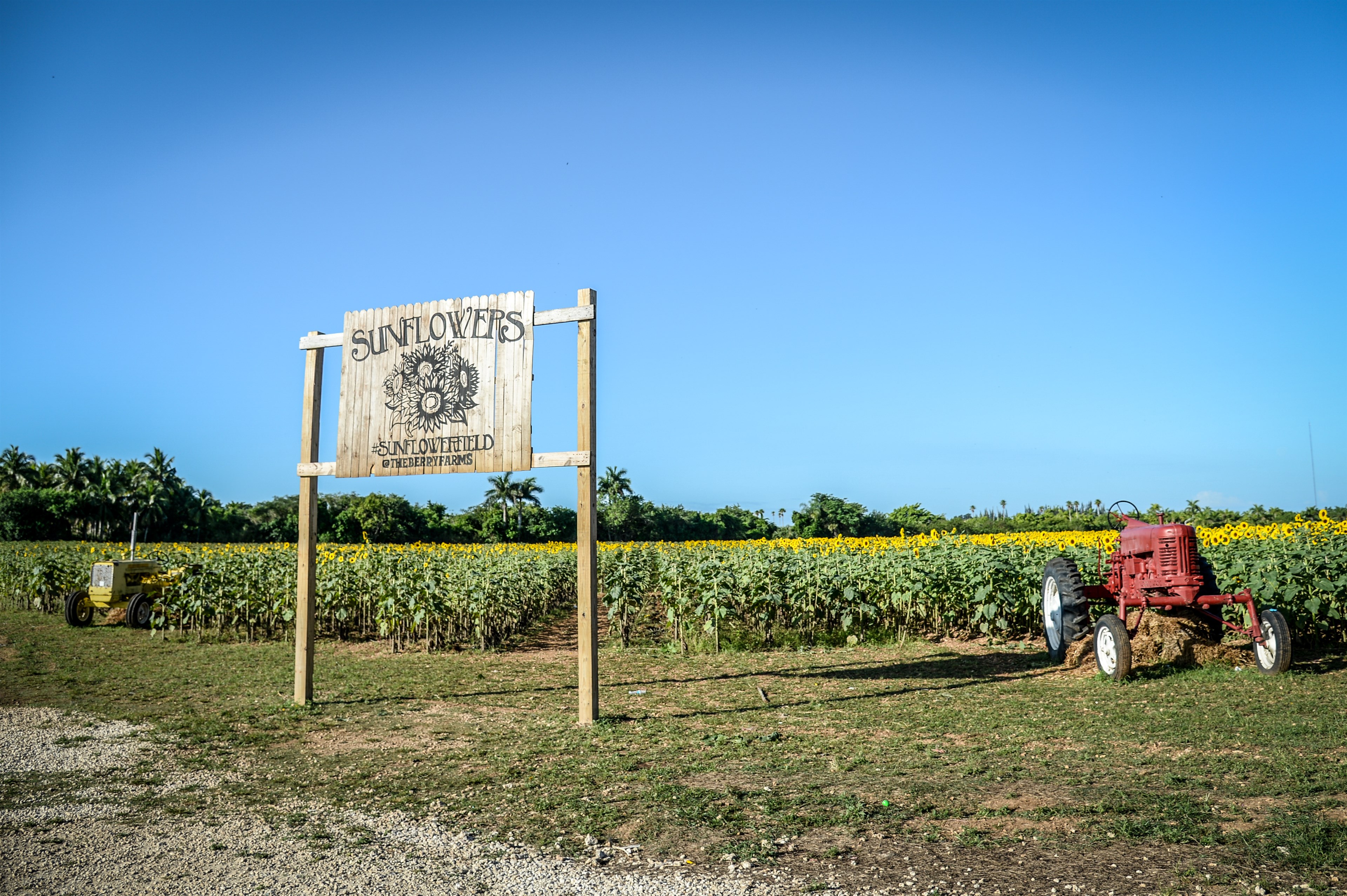 Locations Hub - The Berry Farm